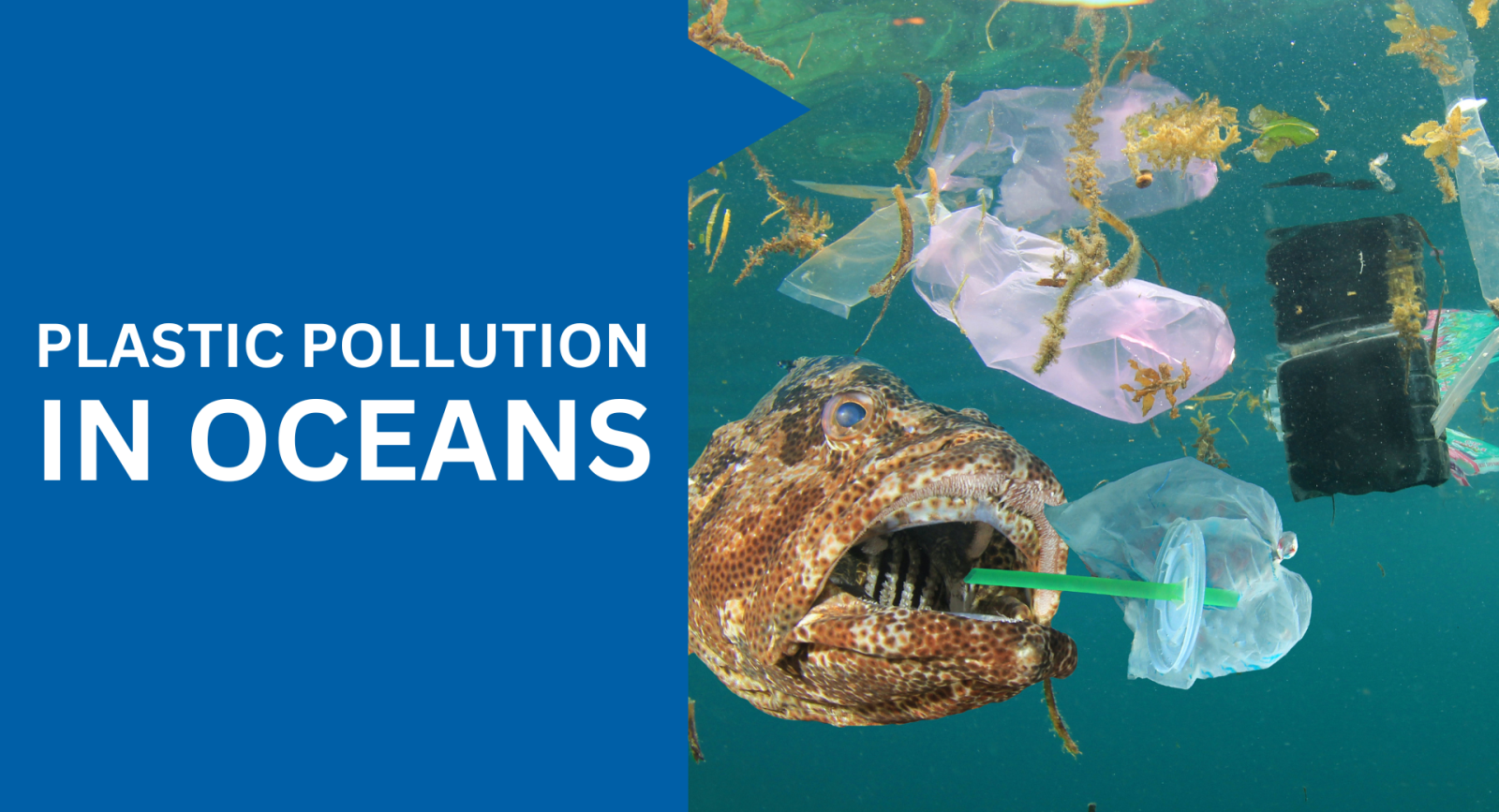 What Are The Causes of Plastic Pollution in the Ocean?